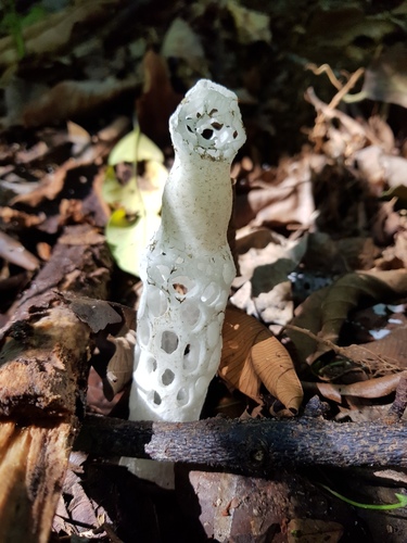 Staheliomyces costariquensis · iNaturalist
