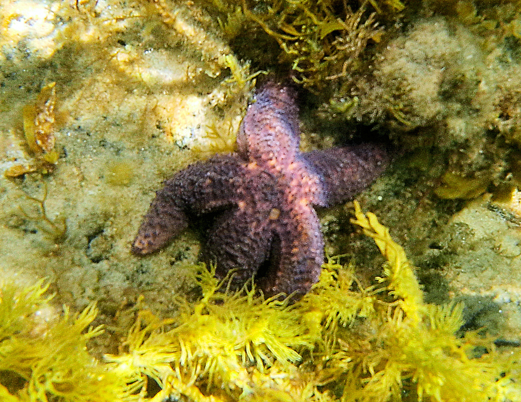 Granular Sea Star from Melbourne VIC, Australia on October 30, 2025 at ...