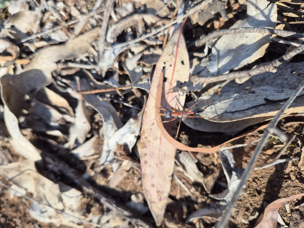 Myrmecia forceps in October 2025 by chenhanlin. Legends are true ...