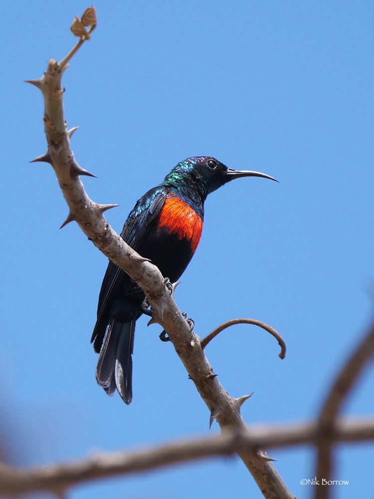 Shining Sunbird from Borena, Ethiopia on November 21, 2019 by Nik ...