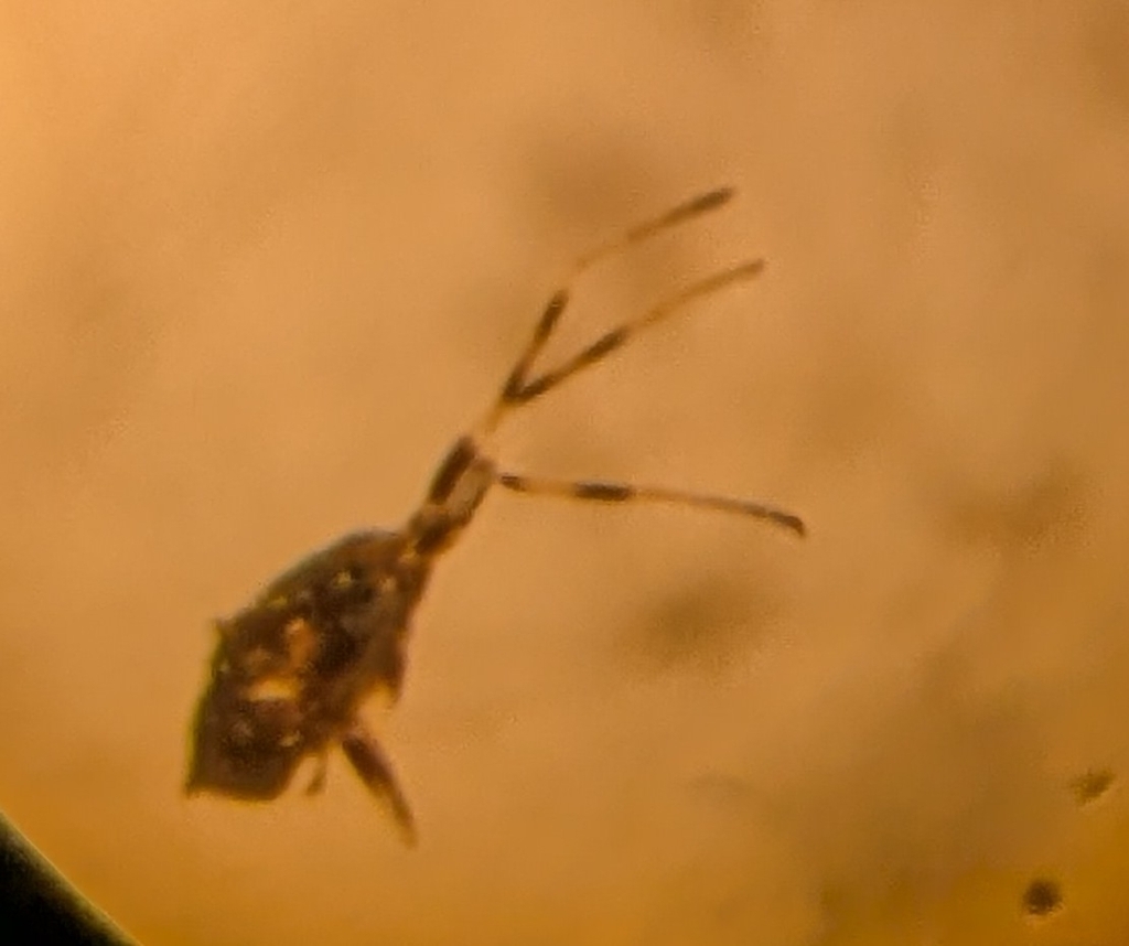 Opilioacarida from Schorfheide on June 11, 2024 by Ale Parreño. 2023 ...