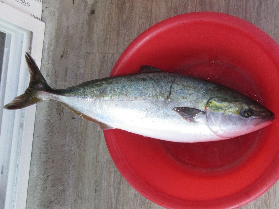 Japanese Amberjack (Seriola quinqueradiata) - Marine Life Identification