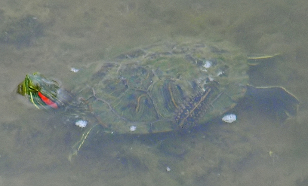 Smooth Turtle Leech from Dallas, TX, USA walking path creek on May 14 ...
