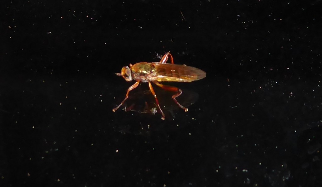 Beridinae from Macandrew Bay, Dunedin, New Zealand on November 29, 2019 ...