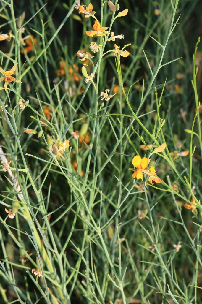 Stinkwood (Jacksonia sternbergiana) - Botanical Realm