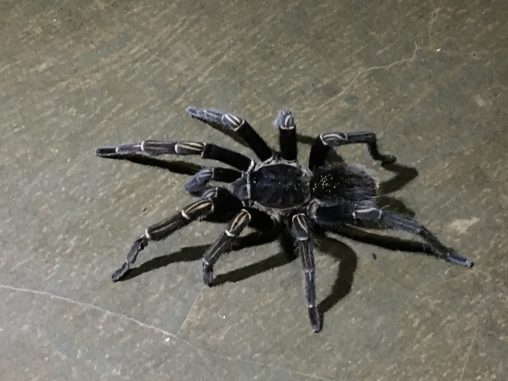 Costa Rican Striped-knee Tarantula from Provincia de Guanacaste, Costa ...