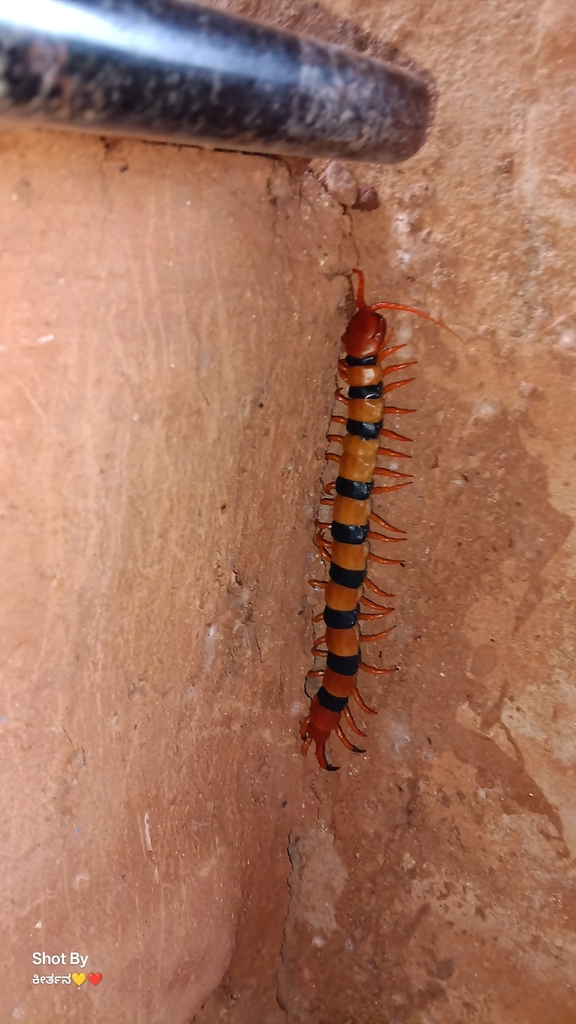 Indian Tiger Centipede from Kuppachiparai, Tamil Nadu 635121, India on ...