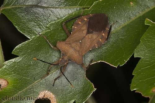 Genus Sethenira · iNaturalist