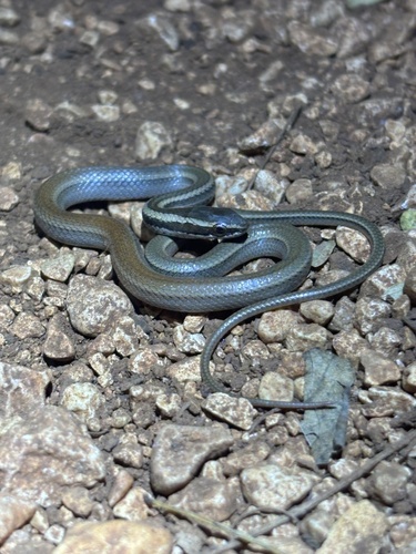 Cope's Antilles Snake (Hypsirhynchus parvifrons) - Snakes and Lizards