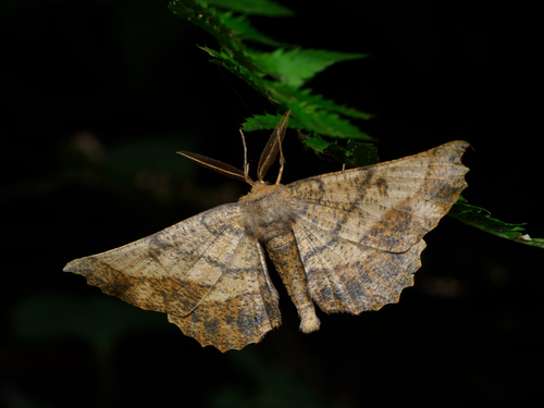 Genus Acrodontis · iNaturalist