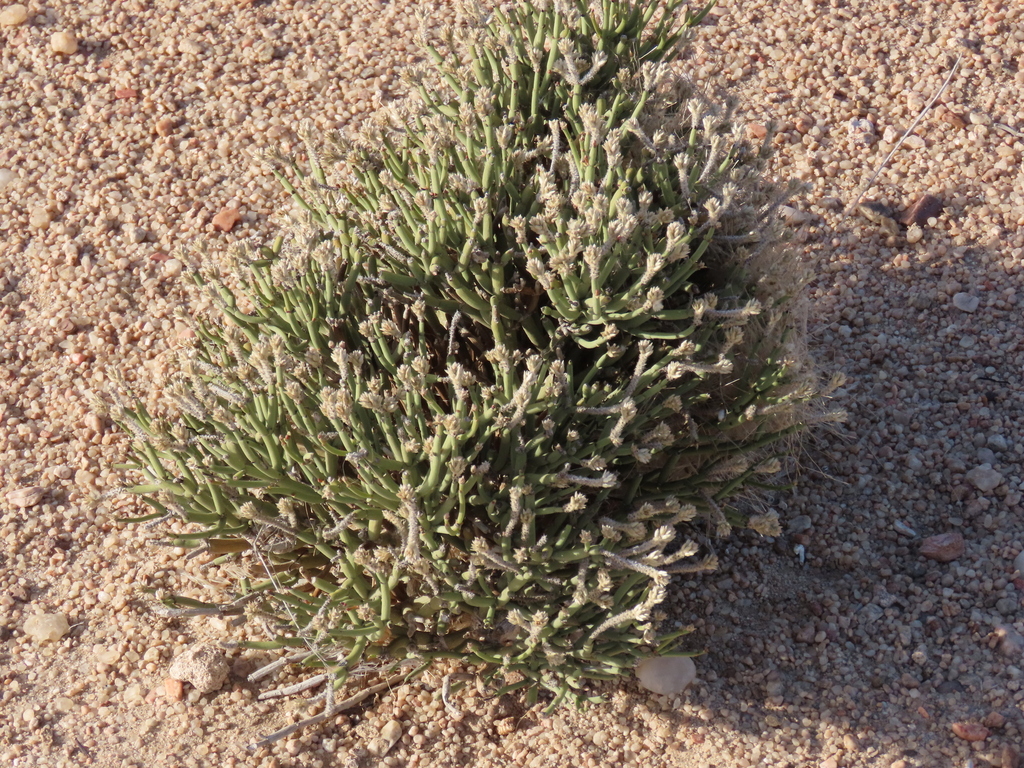 Pencil bush from Erongo Region, Namibia on October 25, 2025 at 05:41 PM ...