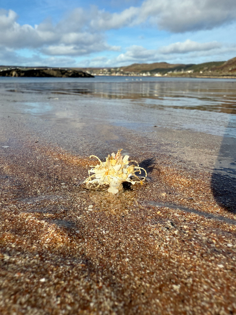 Sand Mason Worm from Gairloch, Scotland, GB on October 23, 2025 at 02: ...