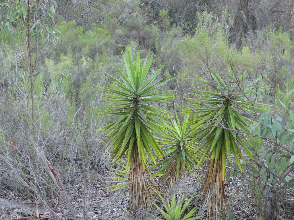 Spineless Yucca (Yucca gigantea) - Botanical Realm