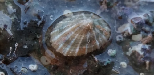 Cap-shaped False Limpet (Montfortula rugosa) · iNaturalist United Kingdom