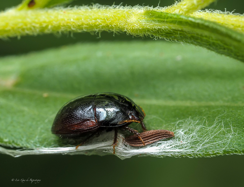 Galgupha atra · iNaturalist United Kingdom