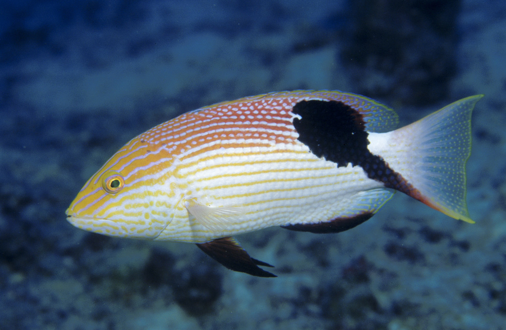 Hogfishes (Bodianus) - Marine Life Identification