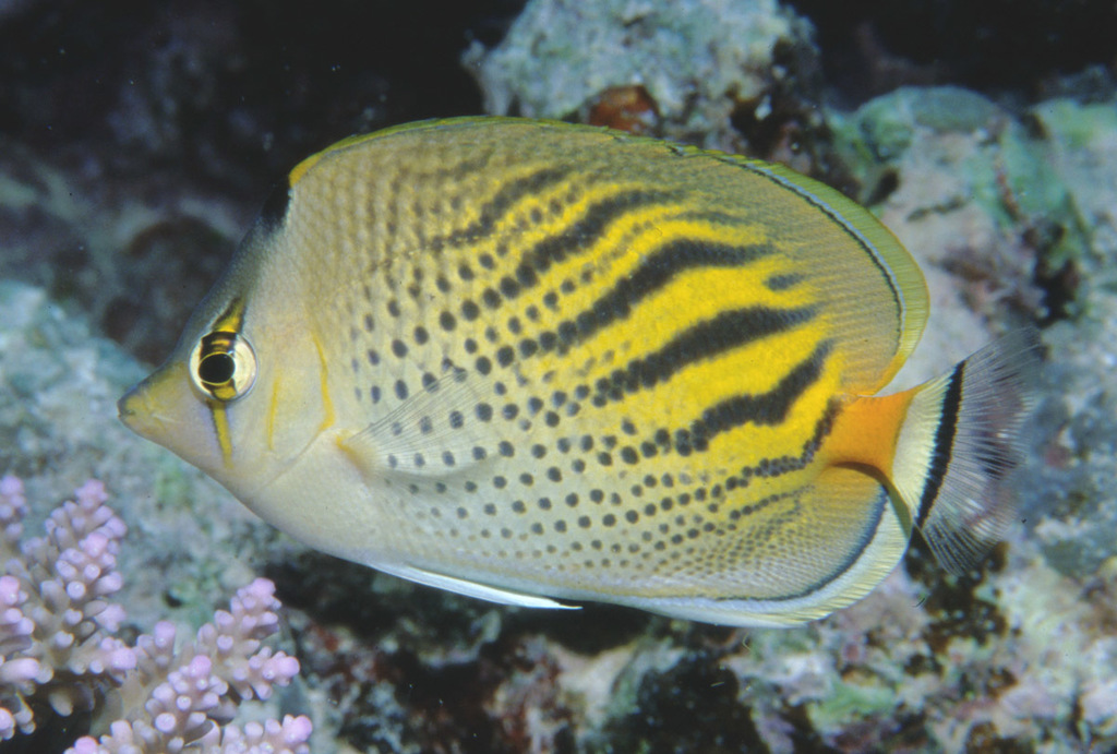 Dot-and-dash Butterflyfish (Lord Howe Island) · iNaturalist