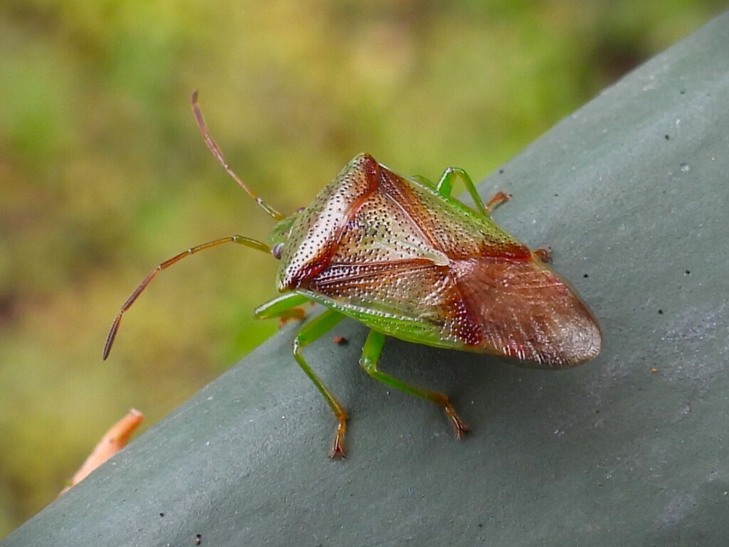 Red-cross Shield Bug from Diamond Point, Sequim, WA, USA on October 23 ...