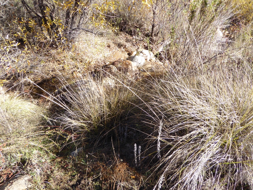 deergrass from San Diego County, CA, USA on December 28, 2019 at 11:26 ...