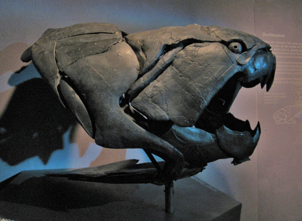 Dunkleosteus (Megafauna) · iNaturalist