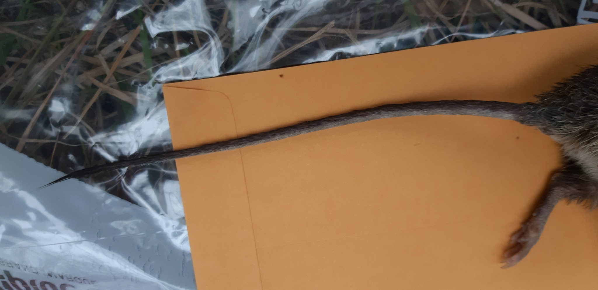 Chaetodipus hispidus (Baird, 1858)