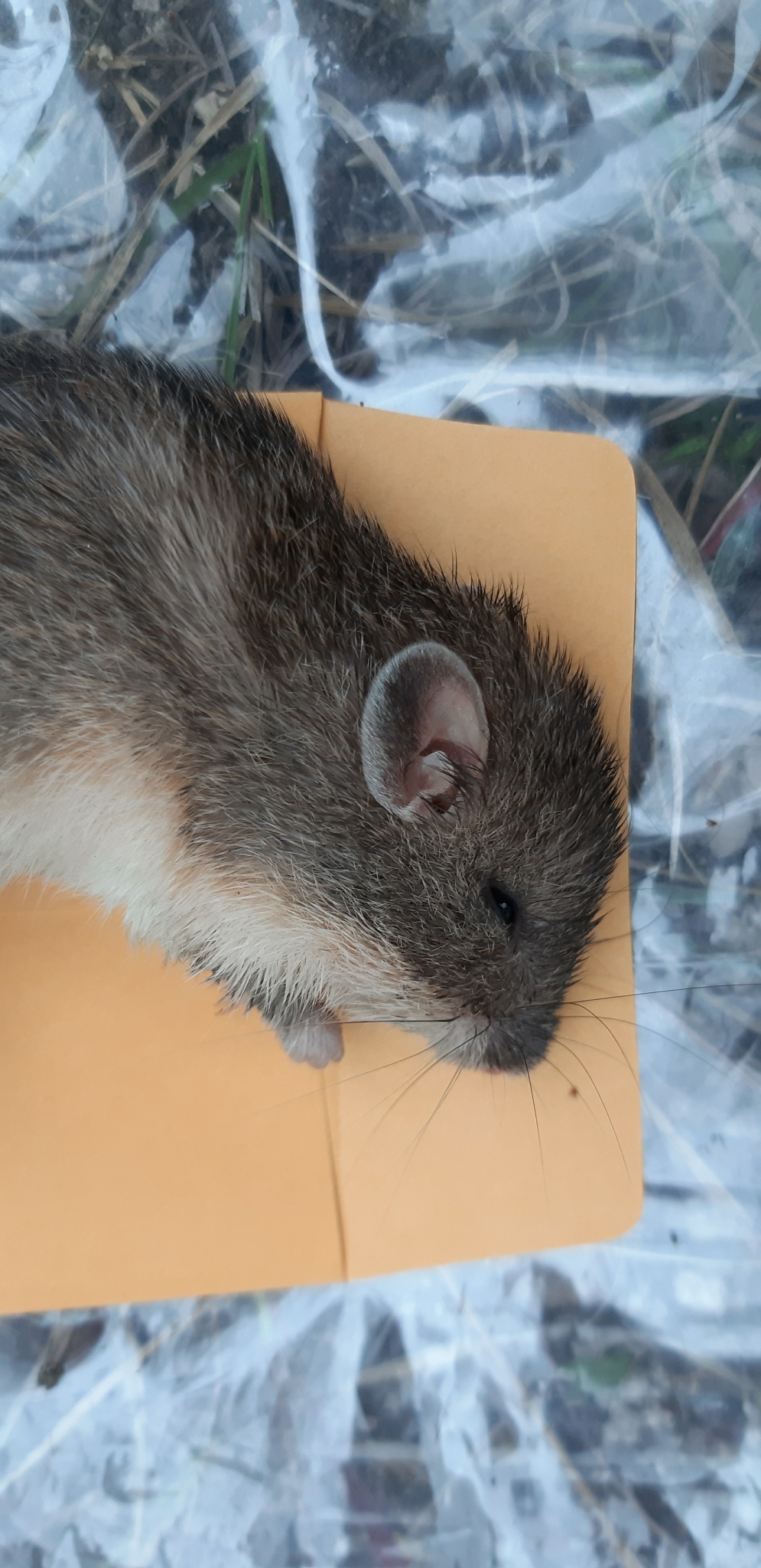 Chaetodipus hispidus (Baird, 1858)