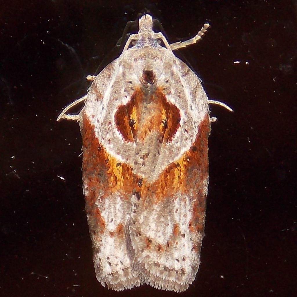 Robinson's Acleris Moth from Searsmont, ME 04973, USA on October 10 ...