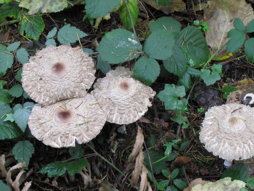 Lepiota rachodes · iNaturalist Ecuador