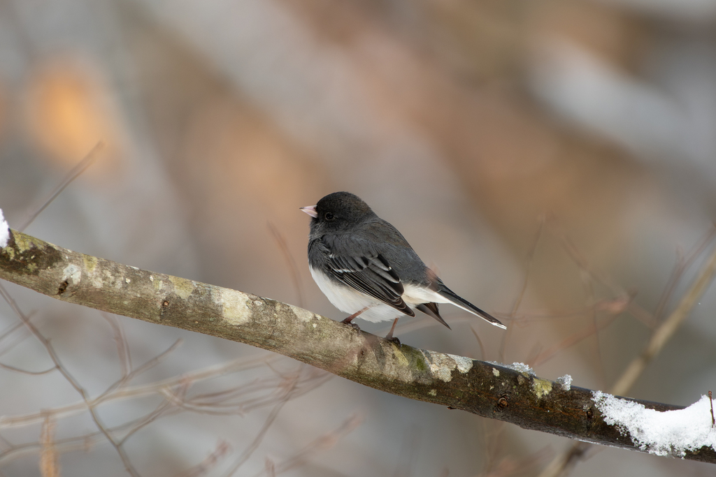 Dark-eyed Junco from York County, VA, USA on January 11, 2025 at 01:21 ...