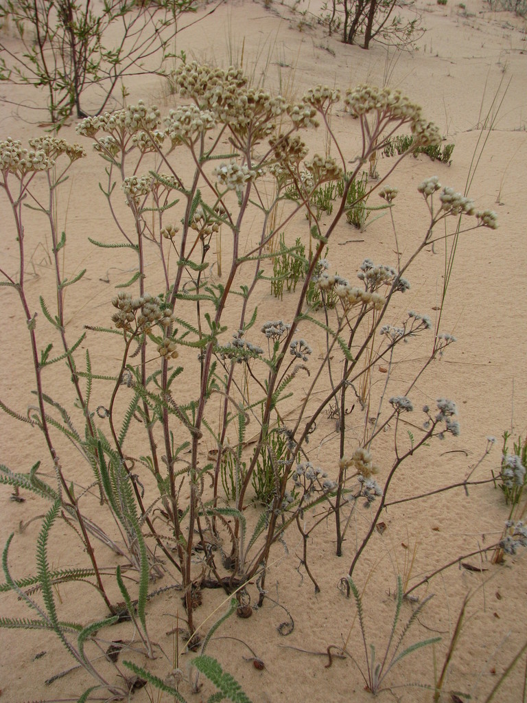 Large-headed Woolly Yarrow (Achillea millefolium megacephala ...