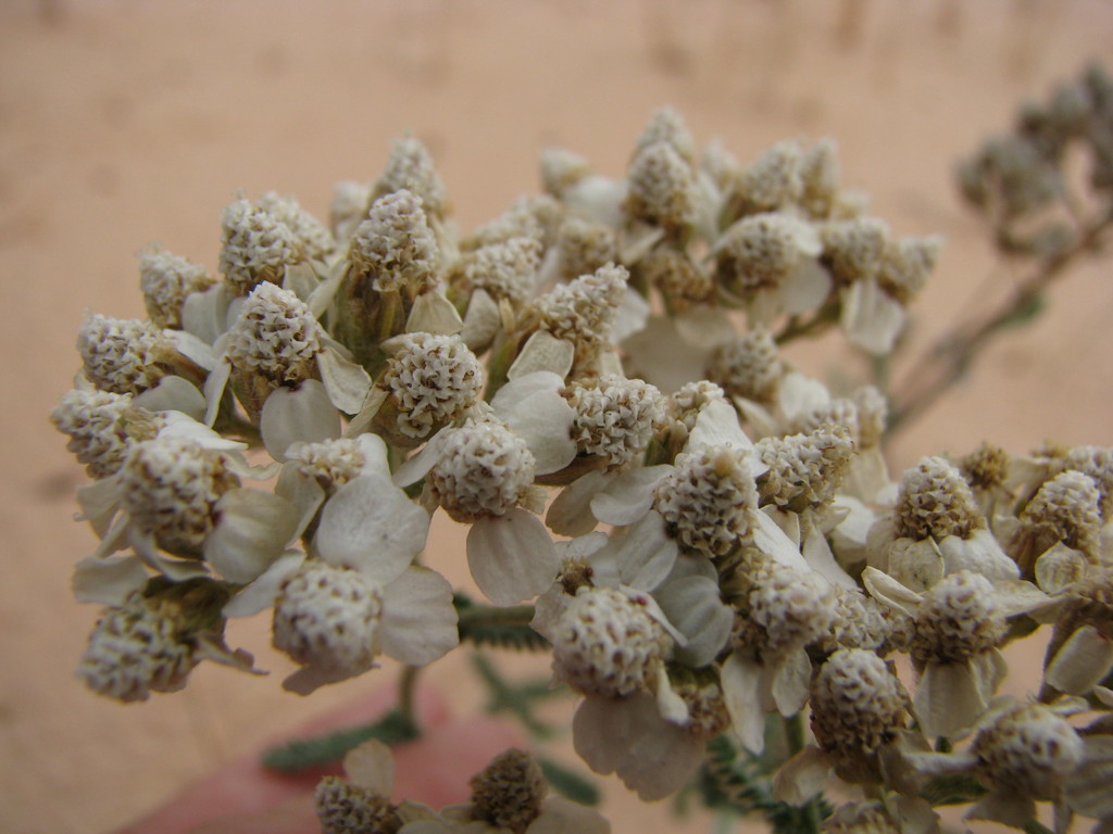 Large-headed Woolly Yarrow (Achillea millefolium megacephala ...