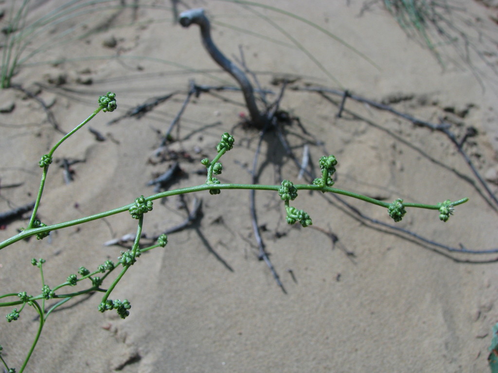 Smooth Goosefoot (Chenopodium subglabrum) - Botanical Realm