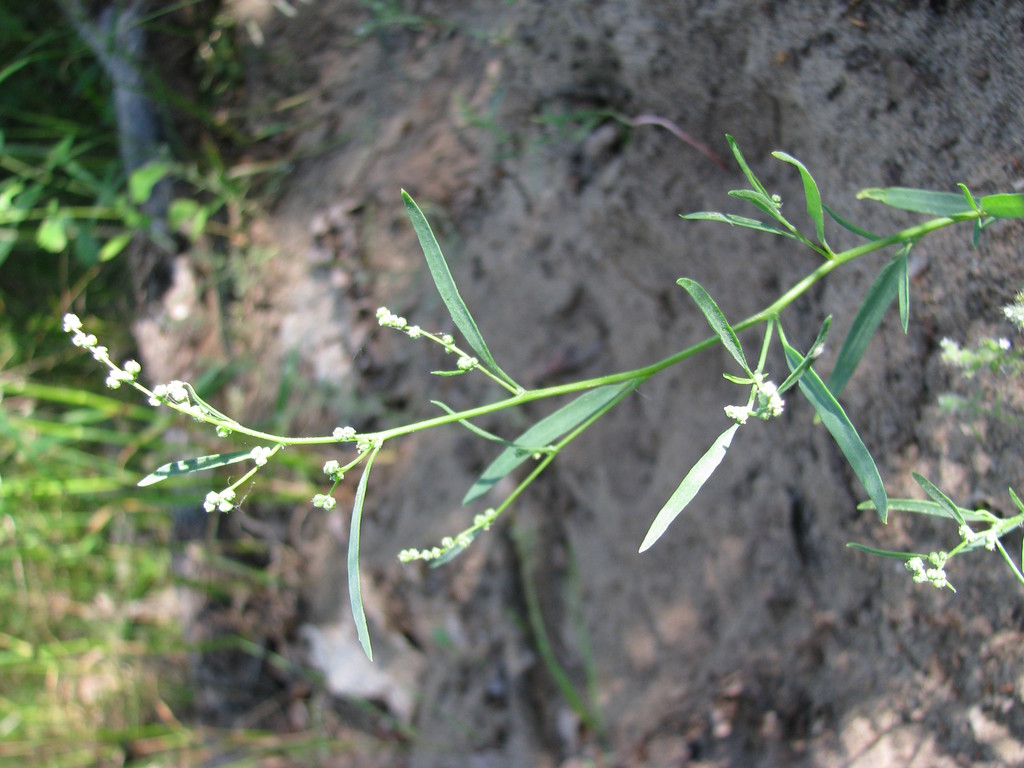 Smooth Goosefoot (Chenopodium subglabrum) - Botanical Realm