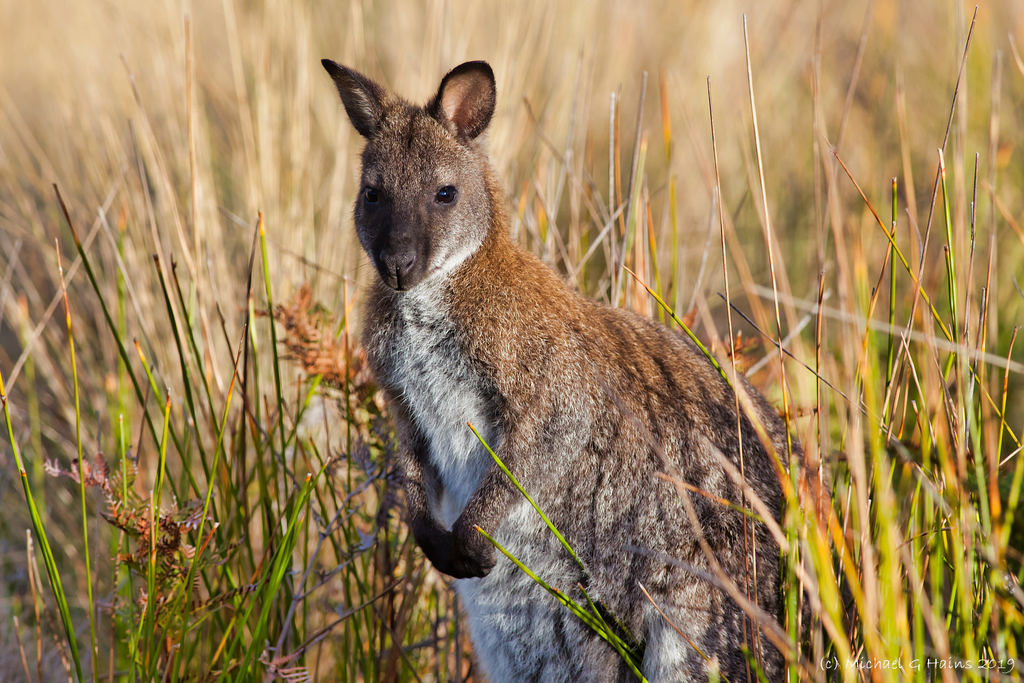 Bennett's Wallaby (Notamacropus rufogriseus rufogriseus) - Know Your ...