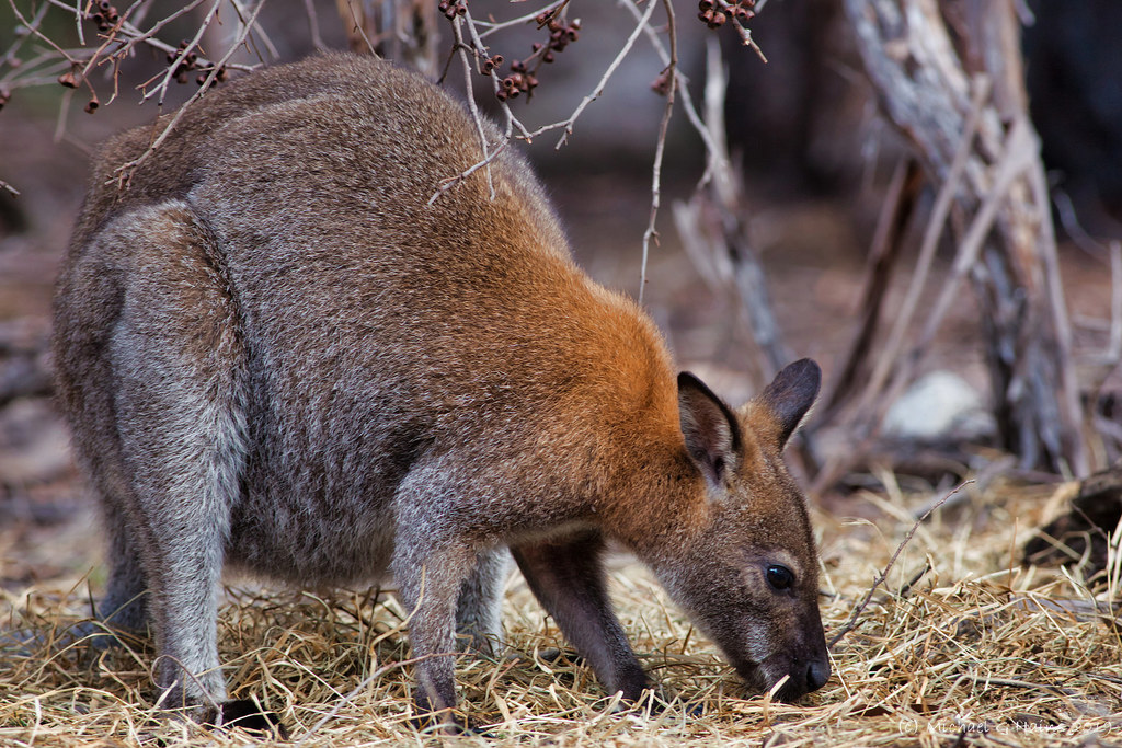 Bennett's Wallaby (Notamacropus rufogriseus rufogriseus) - Know Your ...