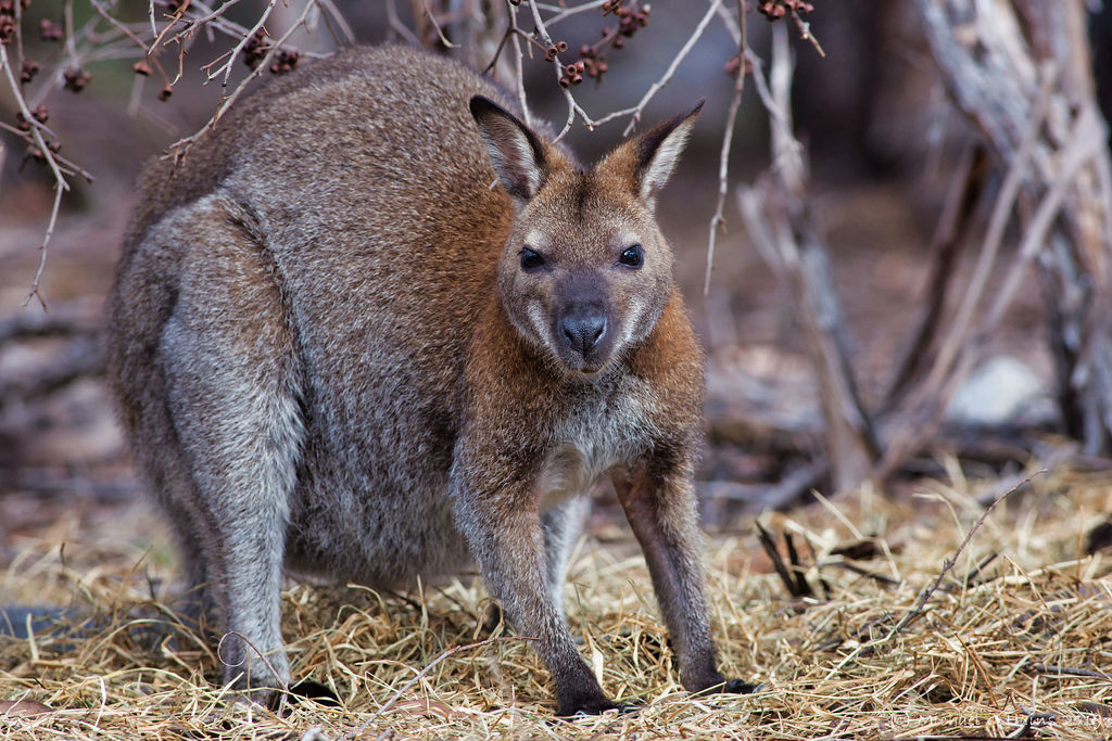 Bennett's Wallaby (Notamacropus rufogriseus rufogriseus) - Know Your ...