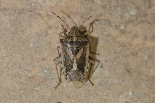 Udonga spinidens · iNaturalist