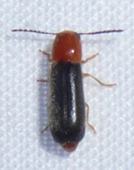 Genus Tenerus · iNaturalist