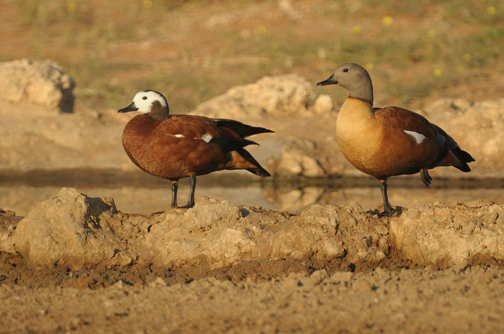 South African Shelduck (Enseleni Nature Reserve - Animals) · iNaturalist