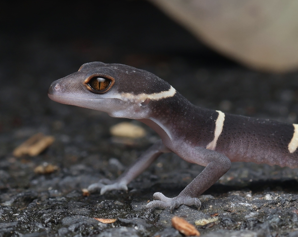 Cave Geckos in October 2025 by 7。 · iNaturalist