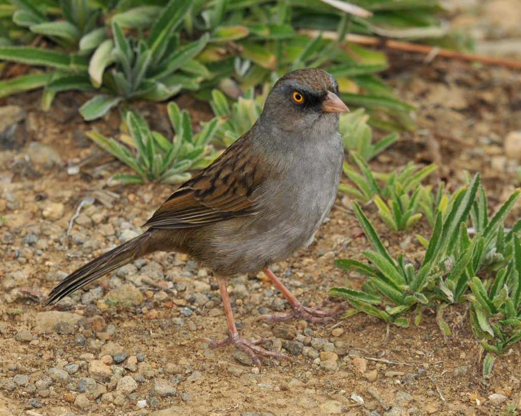 Volcano Junco from San Gerardo de Dota, San José Province, Copey ...