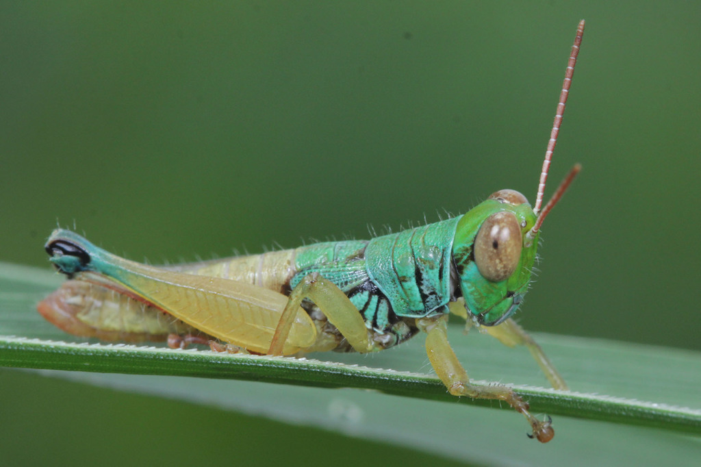Caryanda spuria in December 2019 by Franz Anthony · iNaturalist