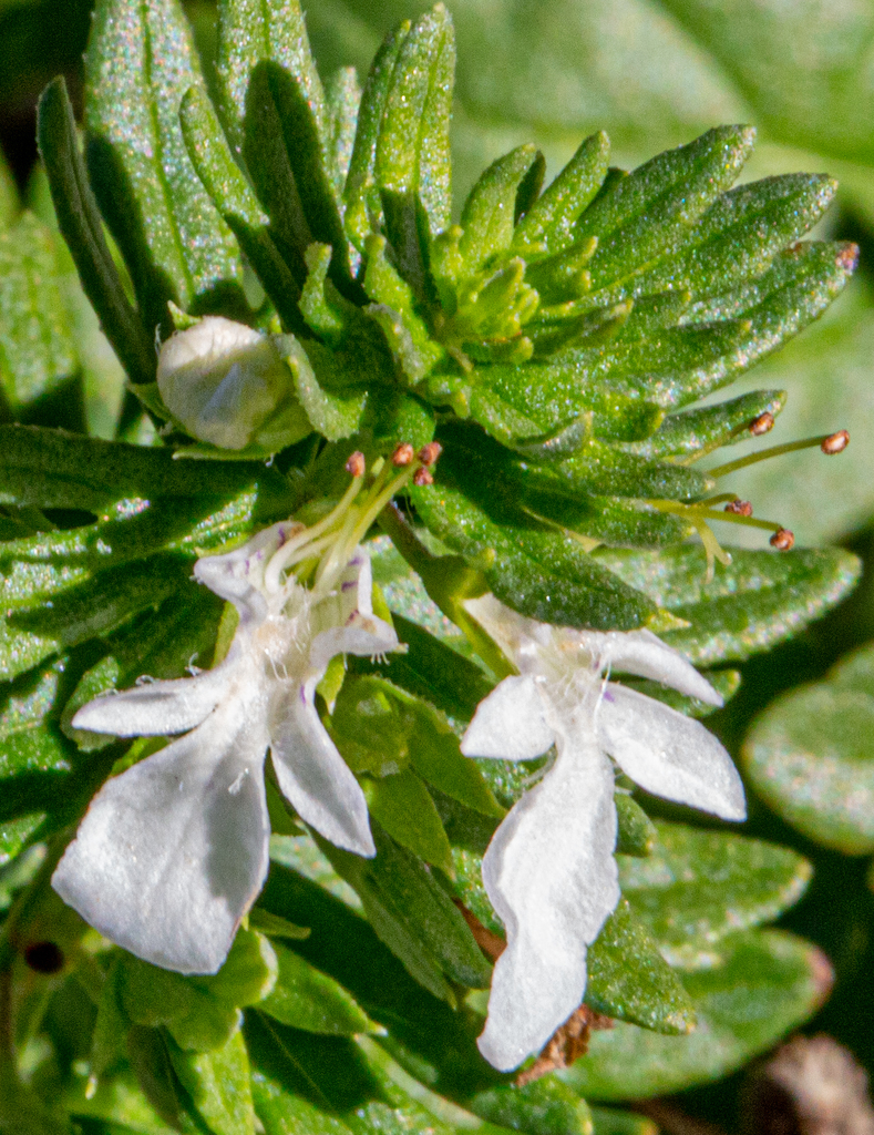 coastal germander from Fort Bend County, TX, USA on December 14, 2019 ...