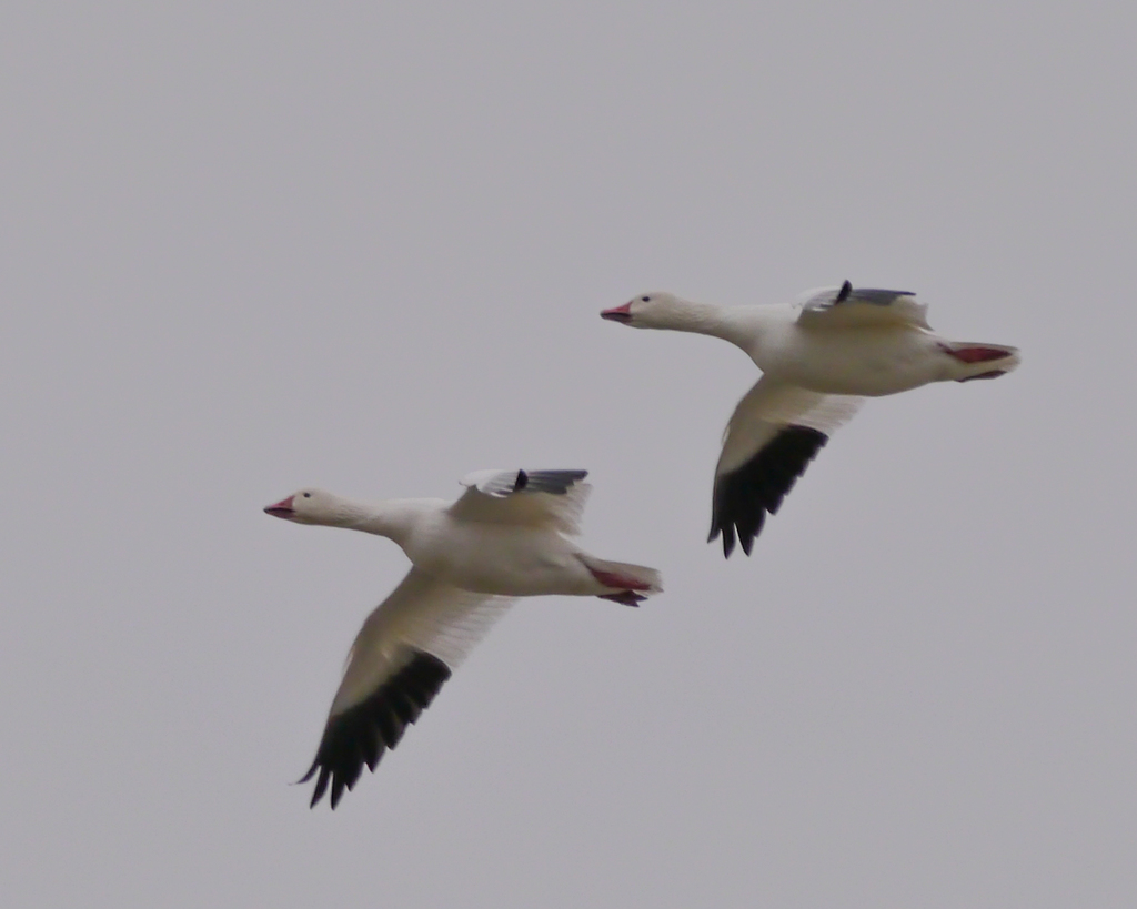 Snow Goose from Aransas, Texas, United States on December 21, 2016 at ...