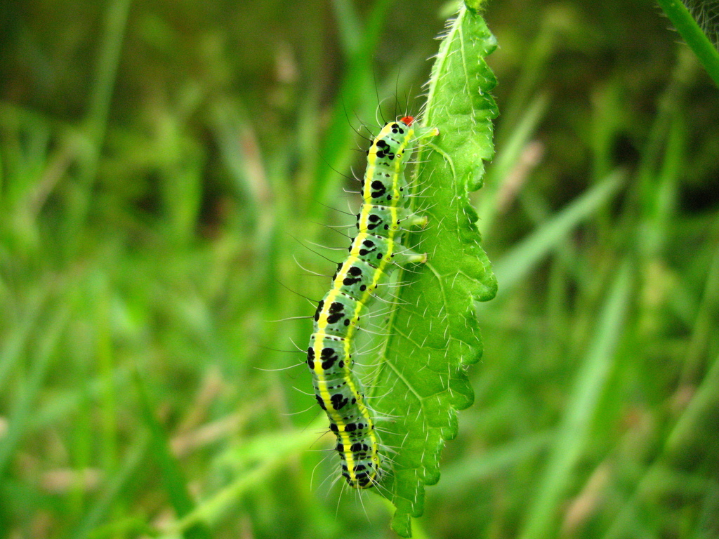 Transverse moth from 日本、〒904-1201 沖縄県国頭郡金武町金武 on June 13, 2012 at 11:20 ...