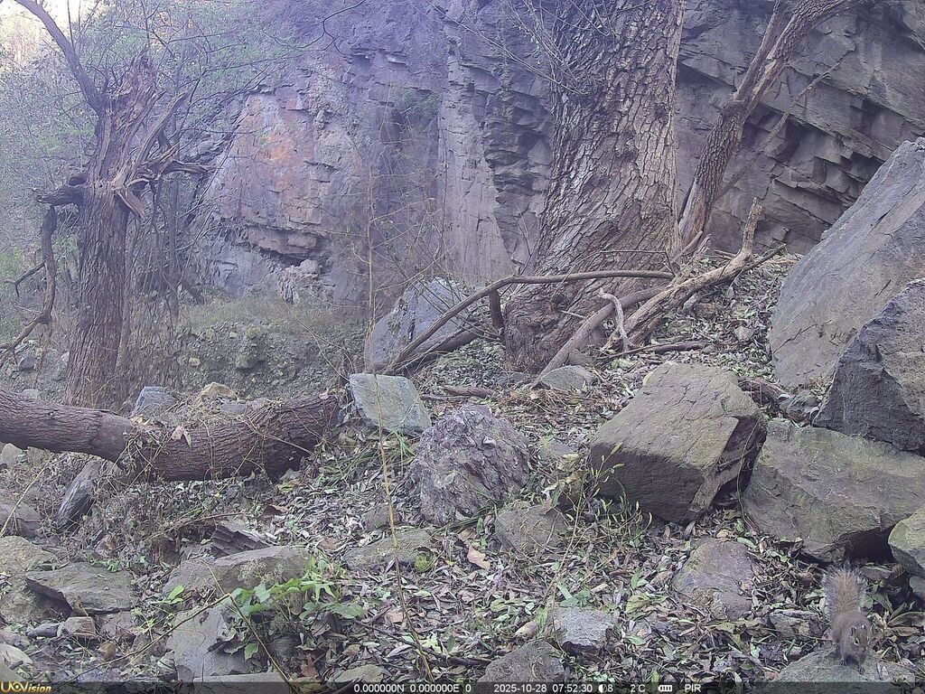 Père David's Rock Squirrel in October 2025 by 管牧山. Hunting camera 版权共享 ...