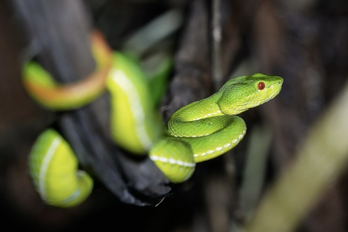 Chinese Green Tree Viper (Trimeresurus stejnegeri) - Snakes and Lizards
