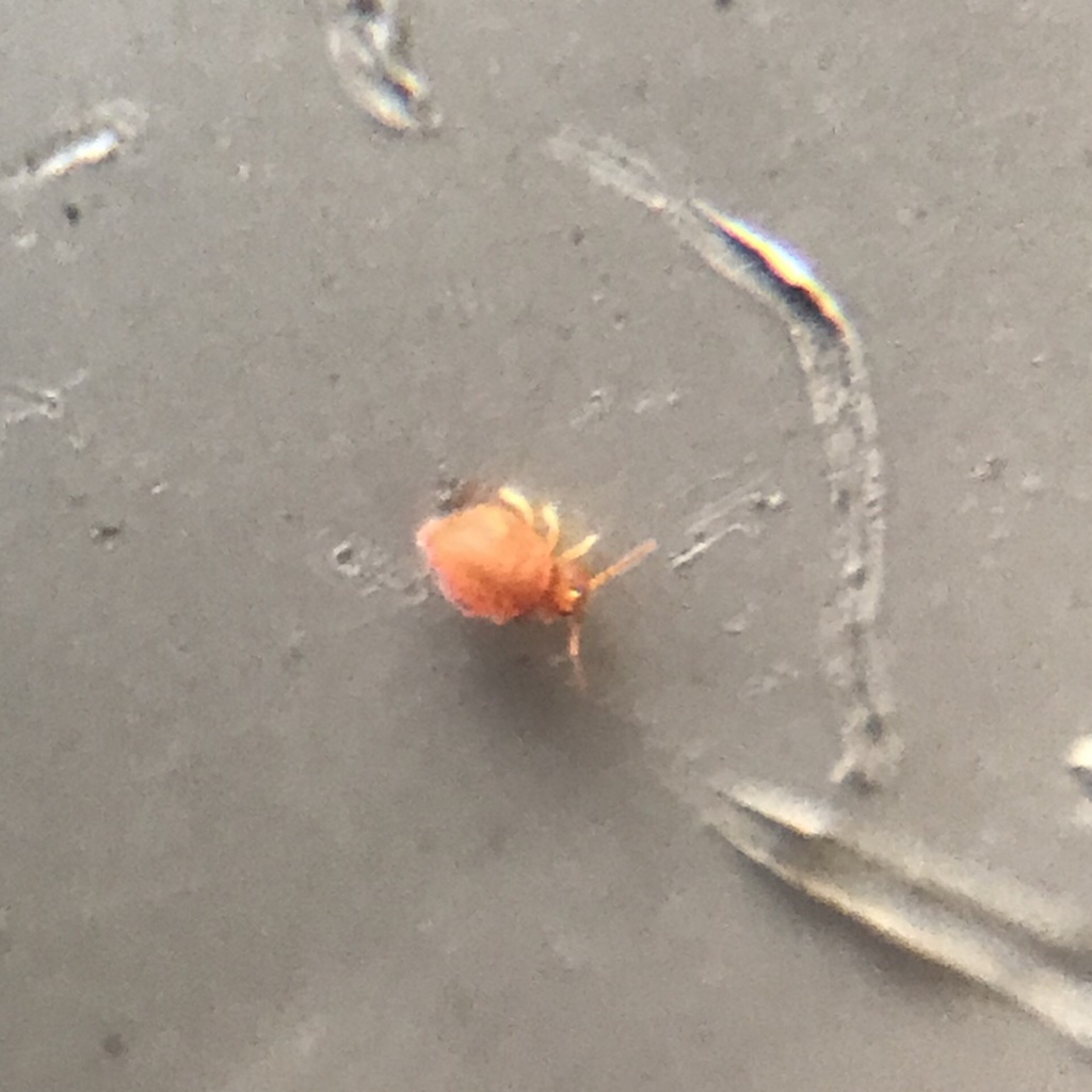 Globular Springtails from Barley Mill Rd, Hockessin, DE, US on December ...