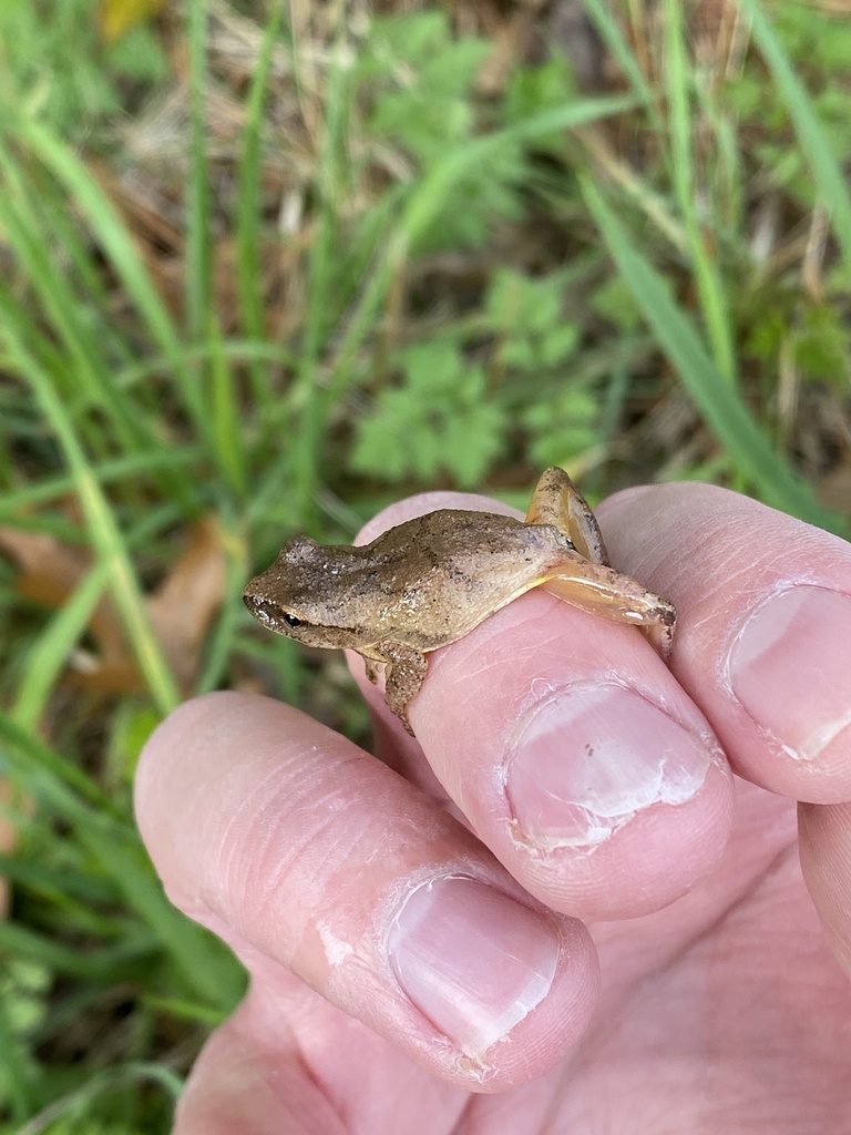 Spring Peeper from N 40th St, Hickory Corners, MI, US on November 1 ...