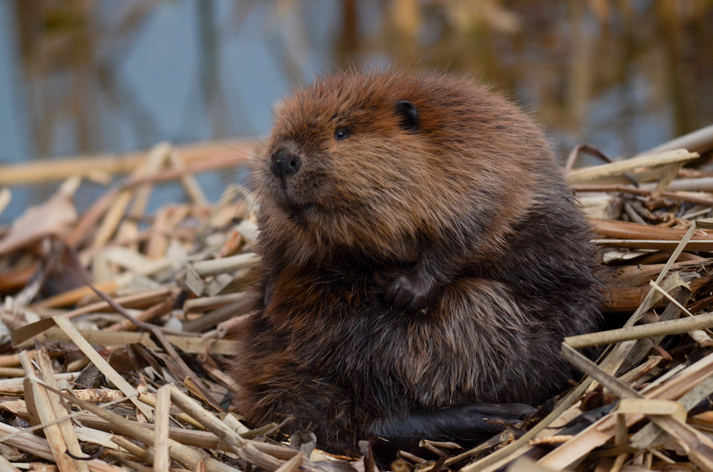 American Beaver from Southwest Philadelphia, Philadelphia, PA, USA on ...